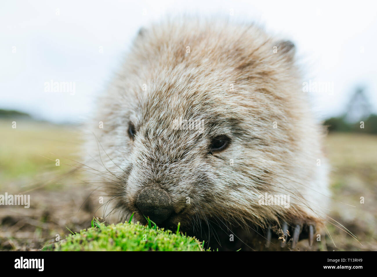 Wombat eating hi-res stock photography and images - Alamy