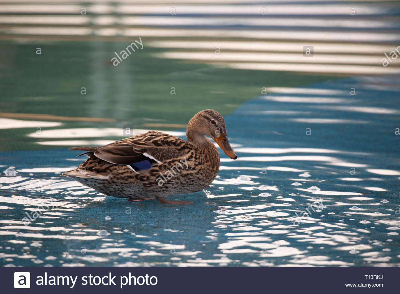 Duck Paddling Stock Photos & Duck Paddling Stock Images - Alamy