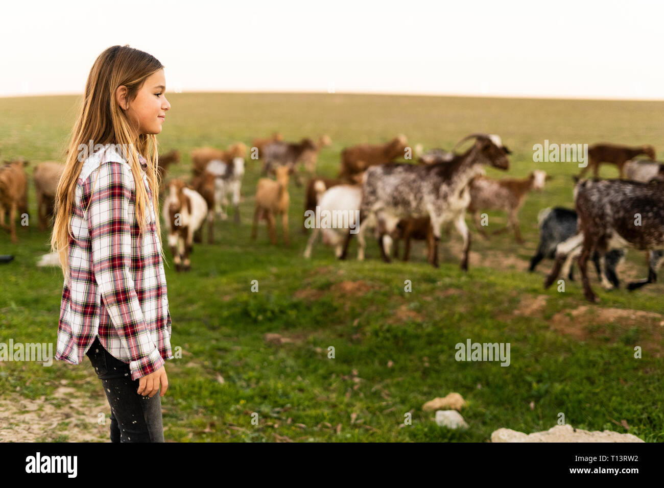 Smiling girl watching goat herd Stock Photo - Alamy