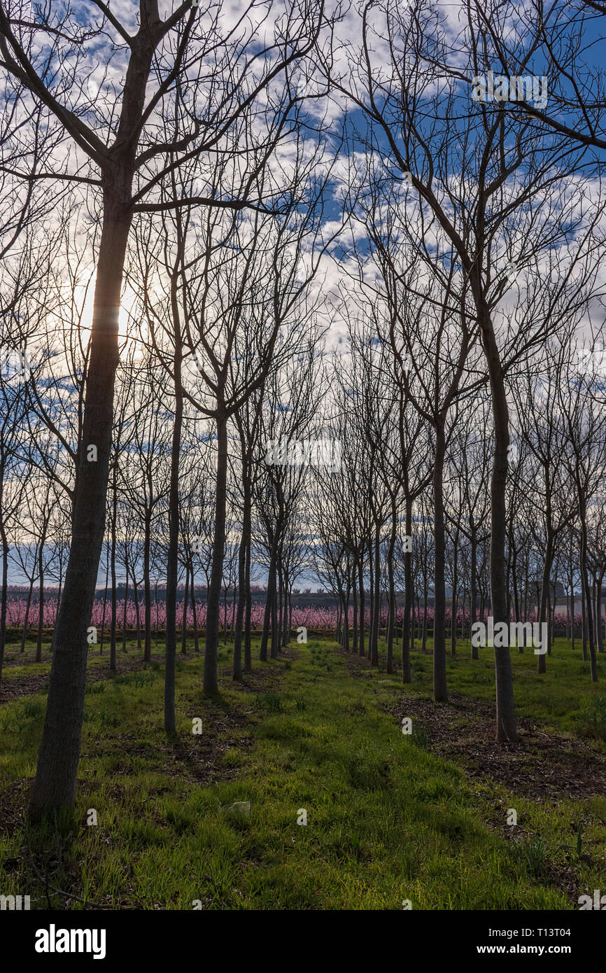 Field with rows of walnut trees in spring at sunrise. Grass covering ...