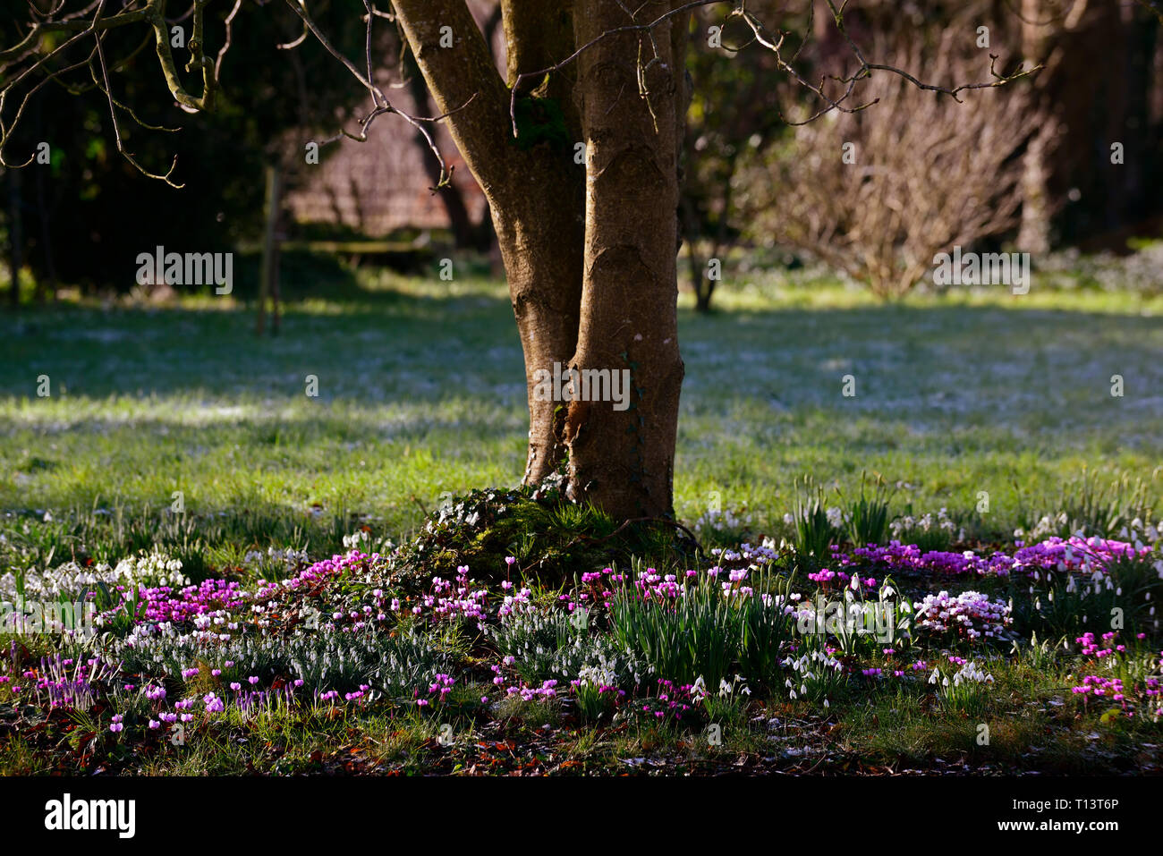 Tree underplanted hi-res stock photography and images - Alamy