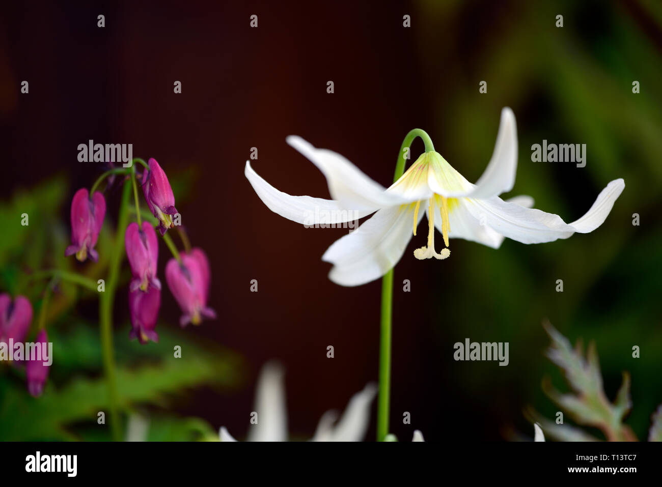 Erythronium Harvington Snowgoose,fawn lily,dogstooth violet,spring ...