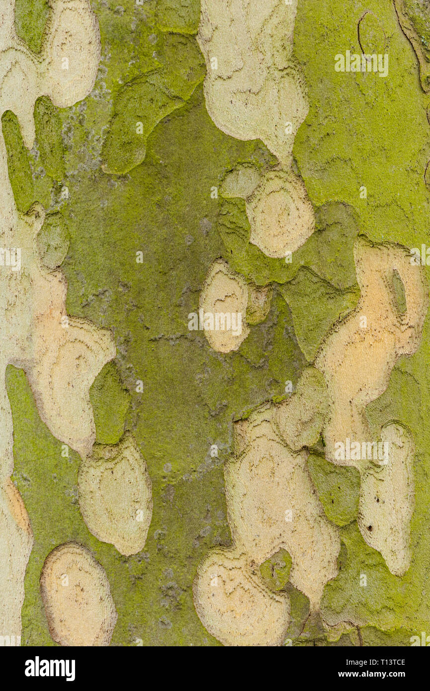 Plane tree pattern hi-res stock photography and images - Alamy