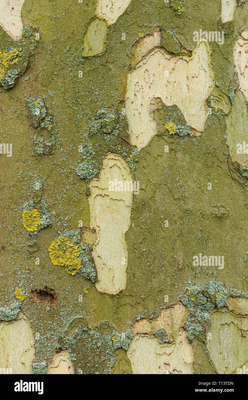 Plane tree pattern hi-res stock photography and images - Alamy