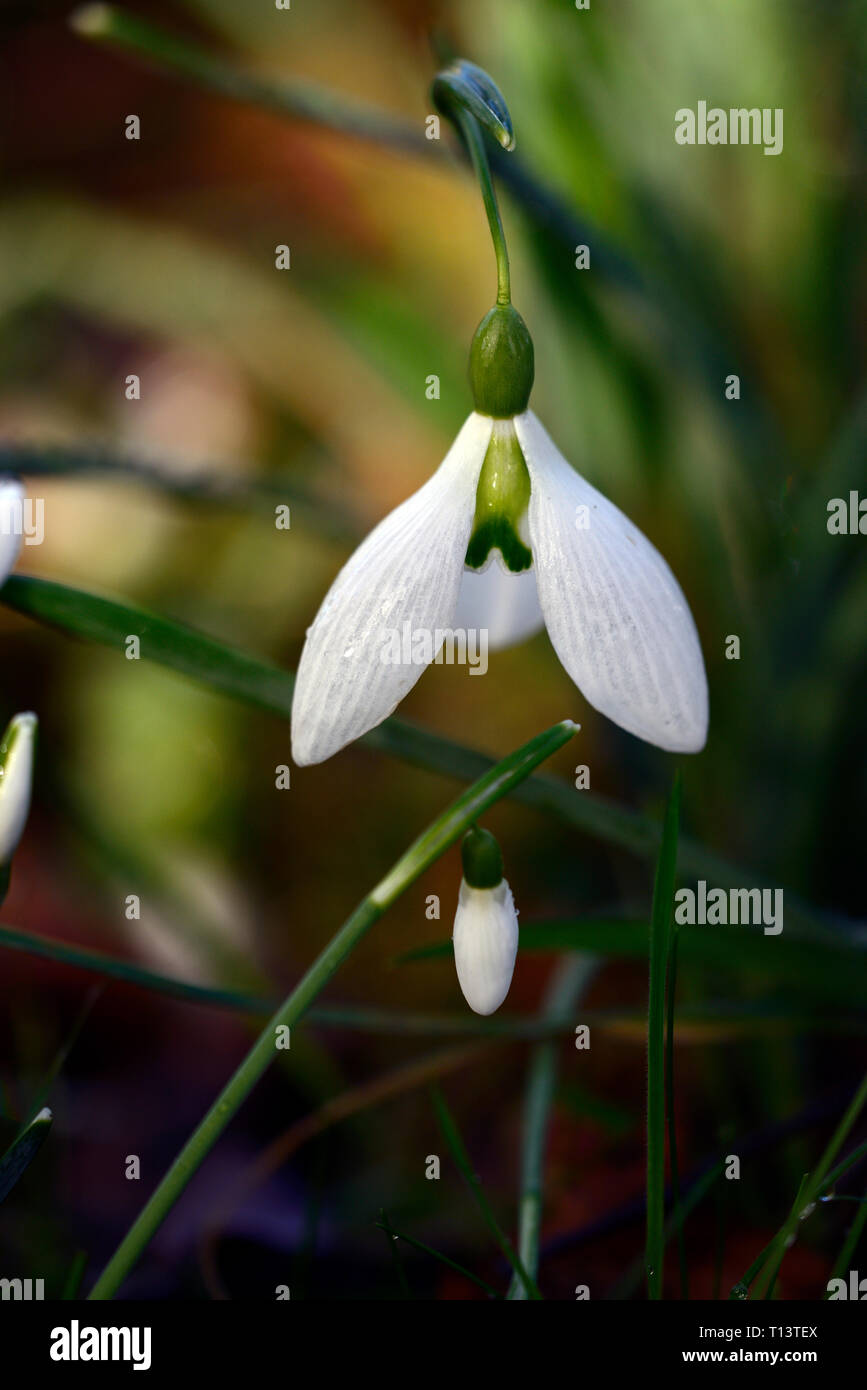 galanthus, snowdrop, snowdrops,crimea,crimean,origin,originating,spring ...