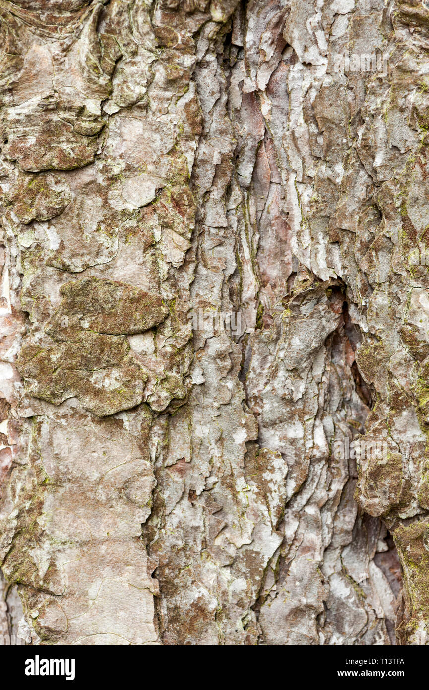 Scaly bark hi-res stock photography and images - Alamy
