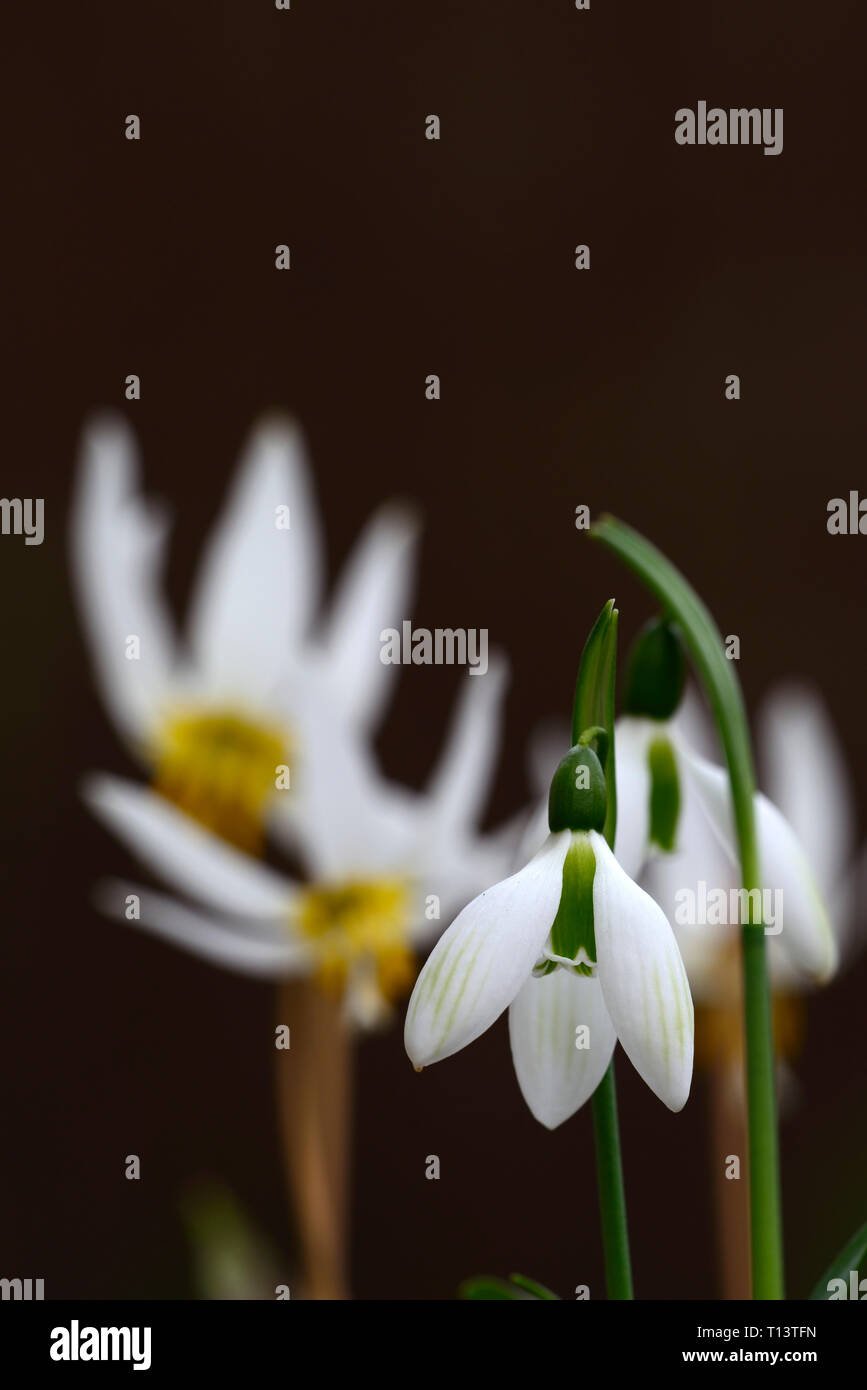 Snowdrop with green markings hi-res stock photography and images - Alamy