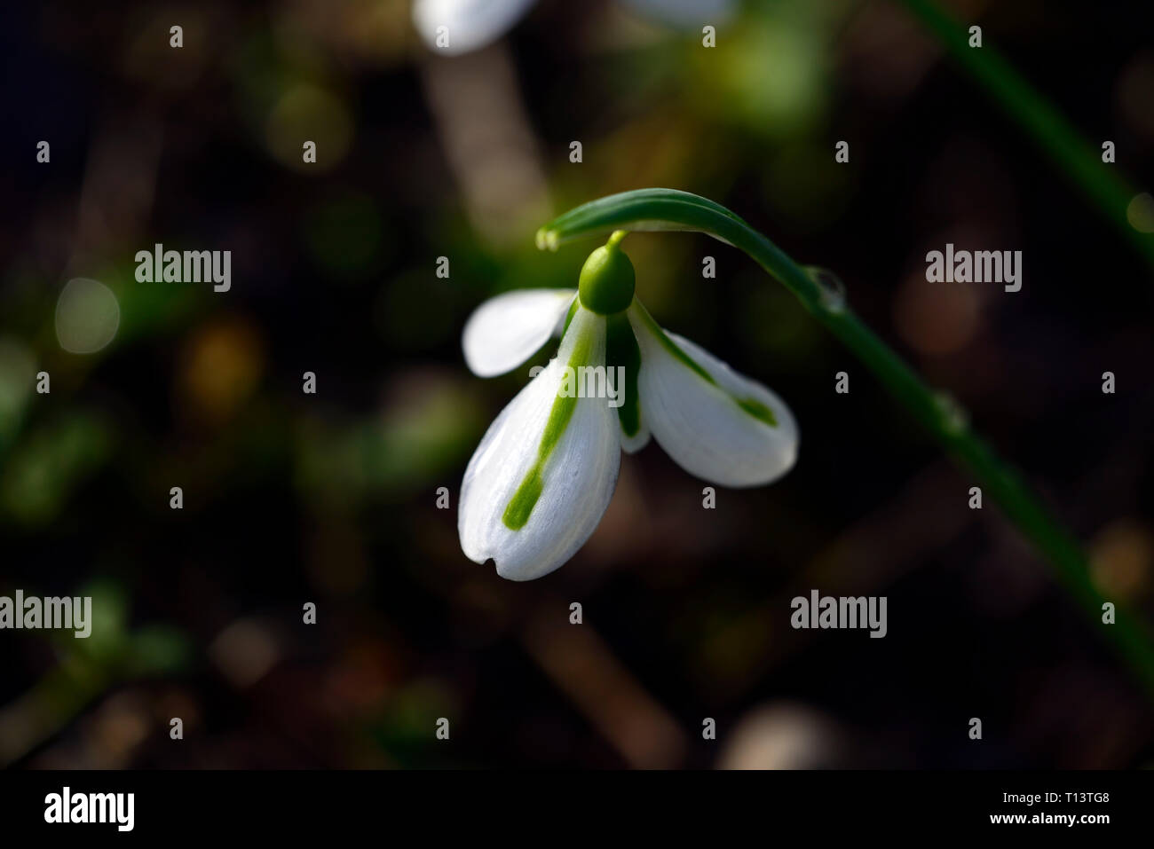Galanthus plicatus south hayes,hybrid, green markings ,virescent ...