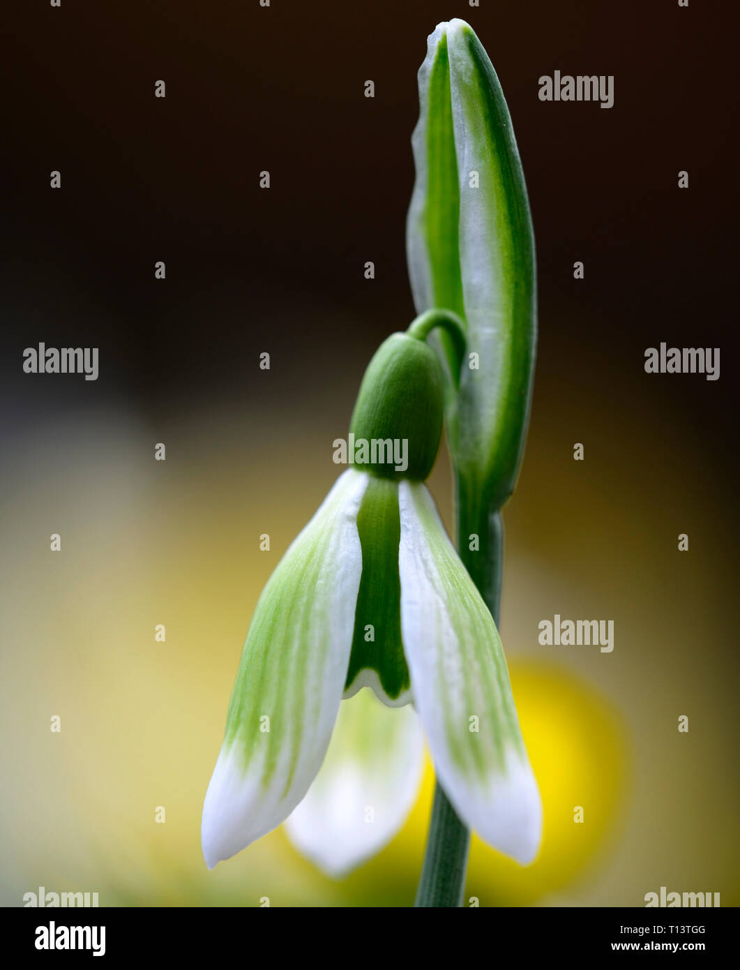 Galanthus virescens hi-res stock photography and images - Alamy