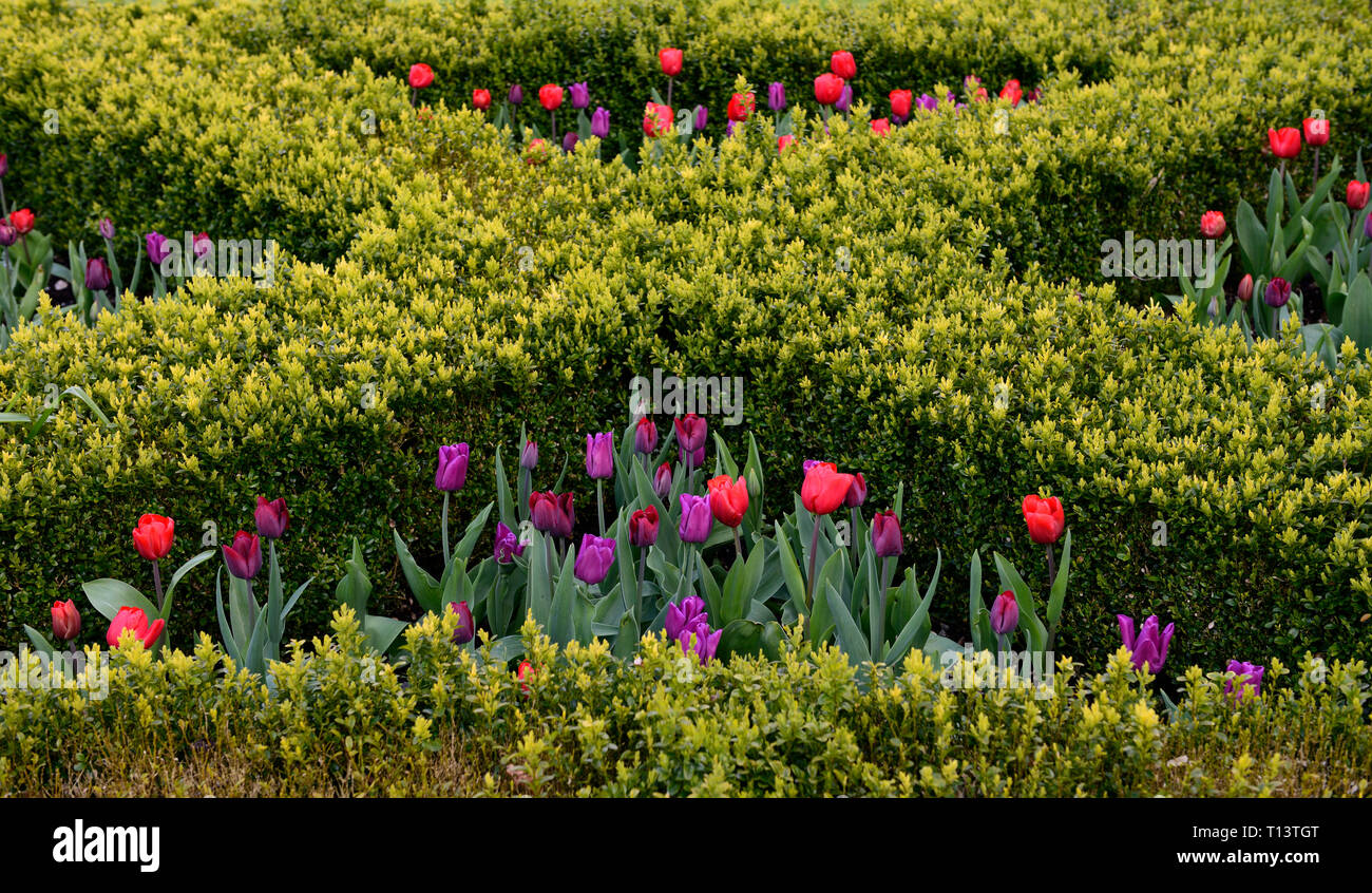 Hedging box hi-res stock photography and images - Alamy