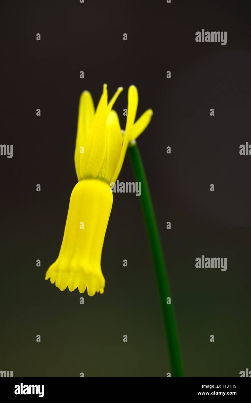 Reflexed petals hi-res stock photography and images - Alamy