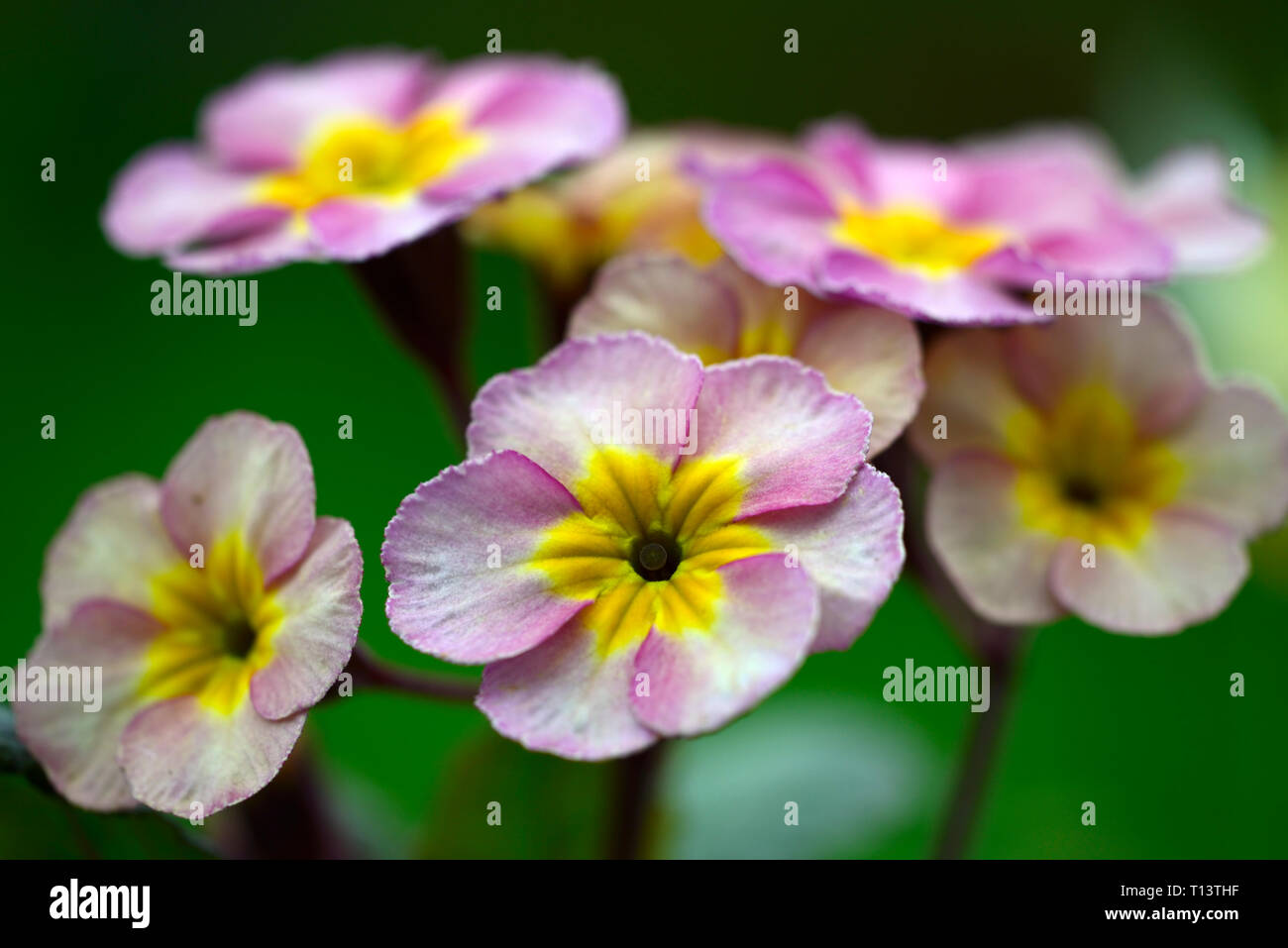 Goldnugget hi-res stock photography and images - Alamy