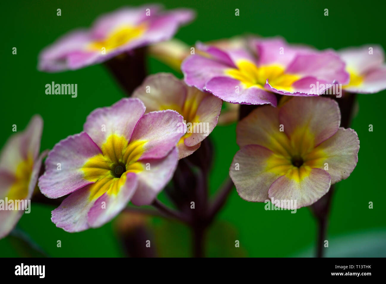 primula goldnugget,primulas,hybrid,hybrids,yellow,pink,peach,mix,mixed ...