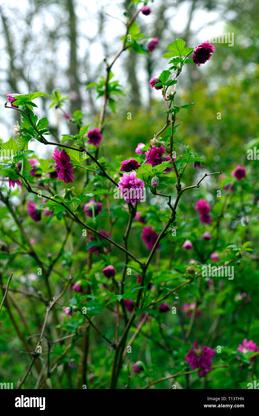 rubus spectabilis olympic double,flore pleno,salmonberry,purple-pink ...