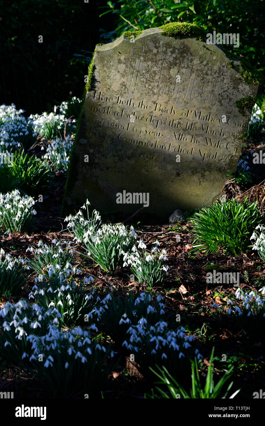galanthus nivalis, snowdrop, snowdrops, spring, grave, graves ...
