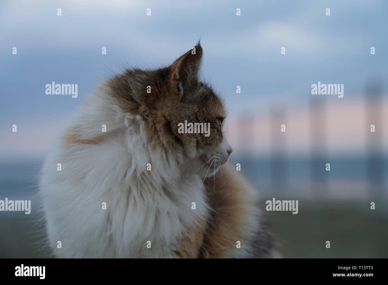 Cyprus cats hi-res stock photography and images - Alamy