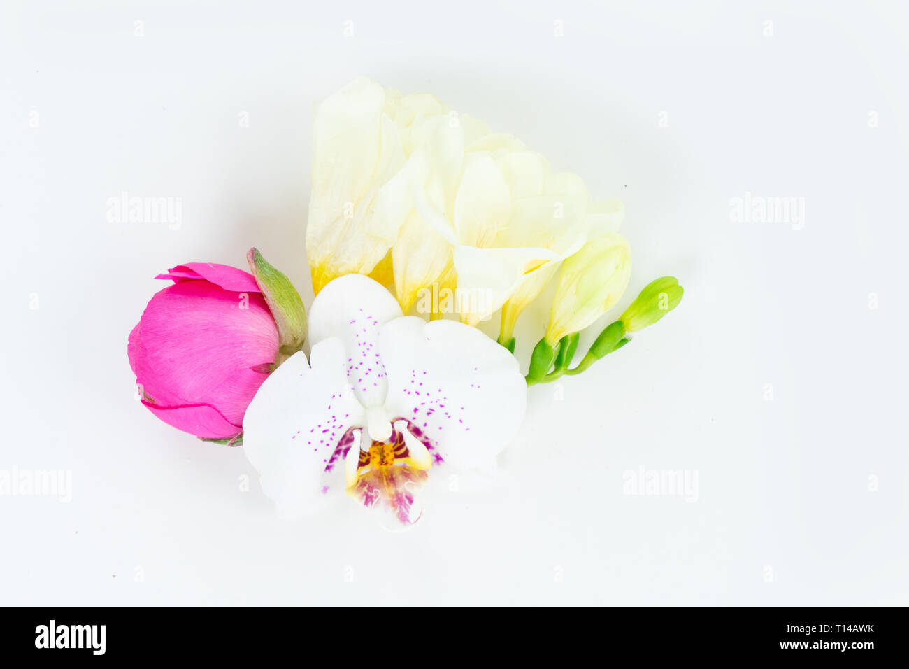 Orchidea composition hi-res stock photography and images - Alamy