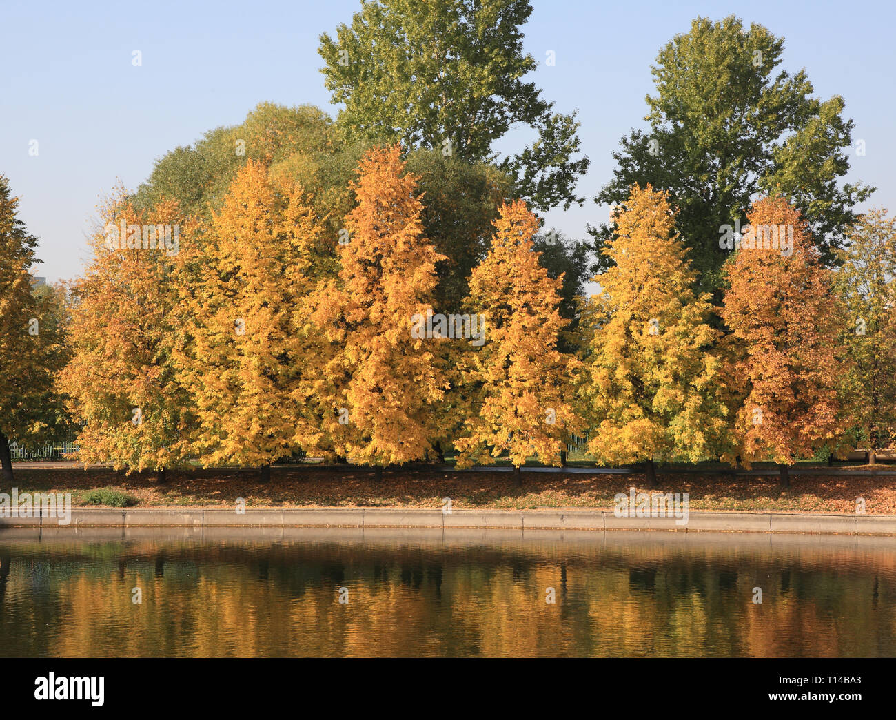 city park in gold fall Stock Photo - Alamy
