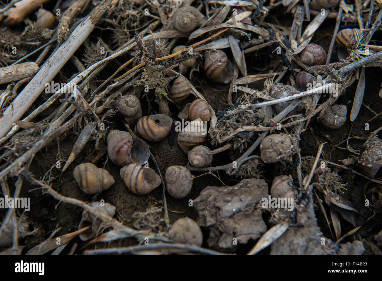 River shells on the river bank Stock Photo - Alamy