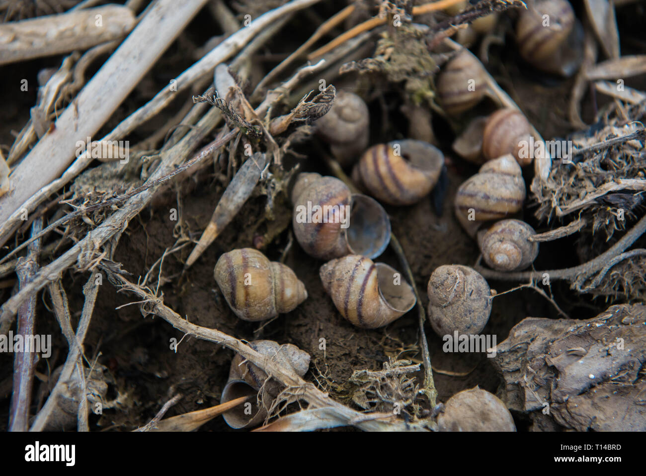 River shells on the river bank Stock Photo - Alamy