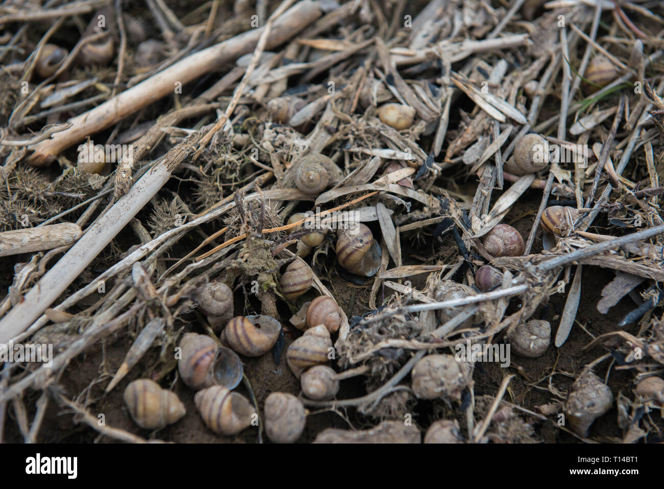 River shells hi-res stock photography and images - Alamy
