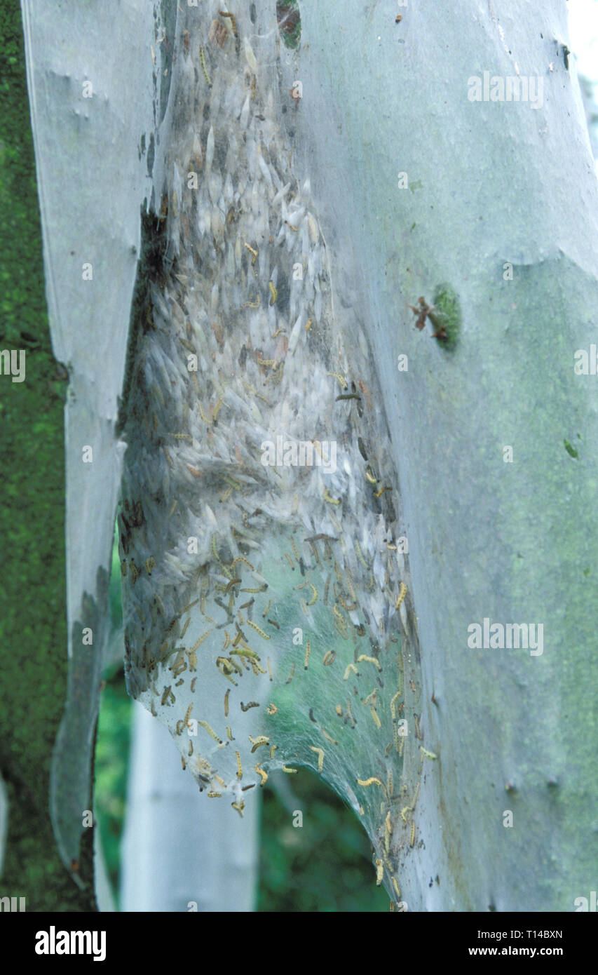 a tree infested by the ermine moth, Cologne, Germany. The ermine moth ...