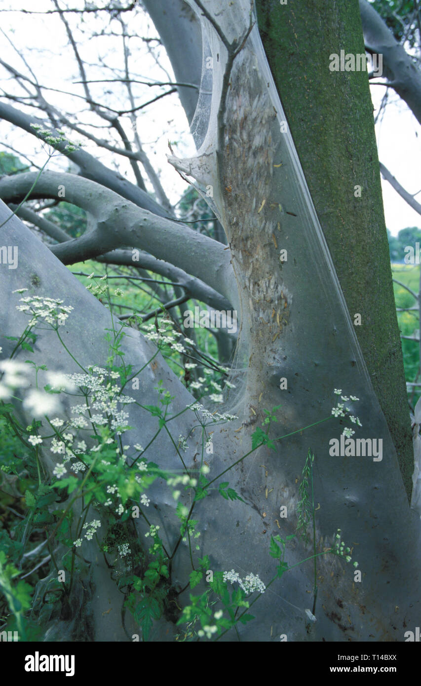 Schaedling hi-res stock photography and images - Alamy