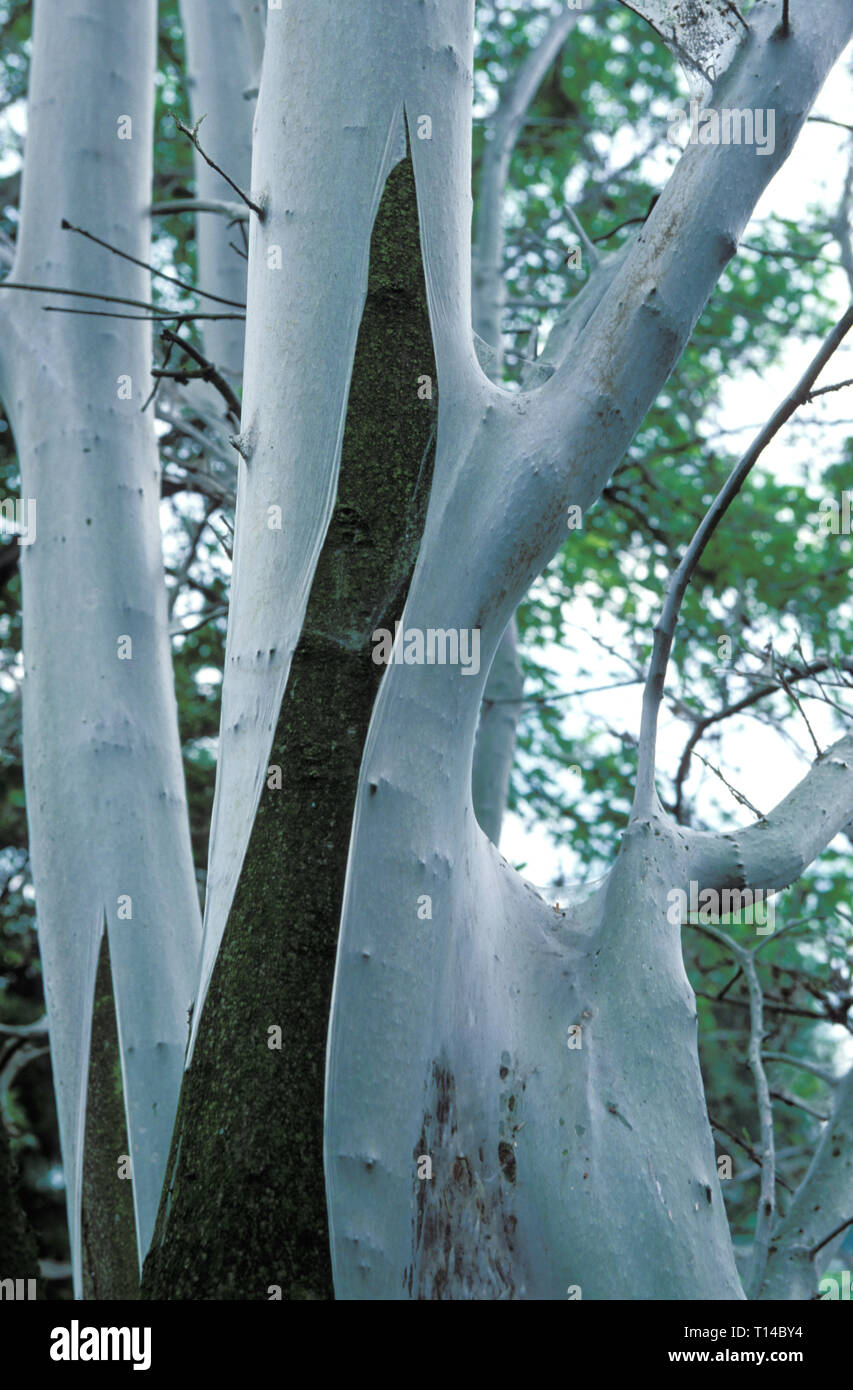 Schaedling hi-res stock photography and images - Alamy