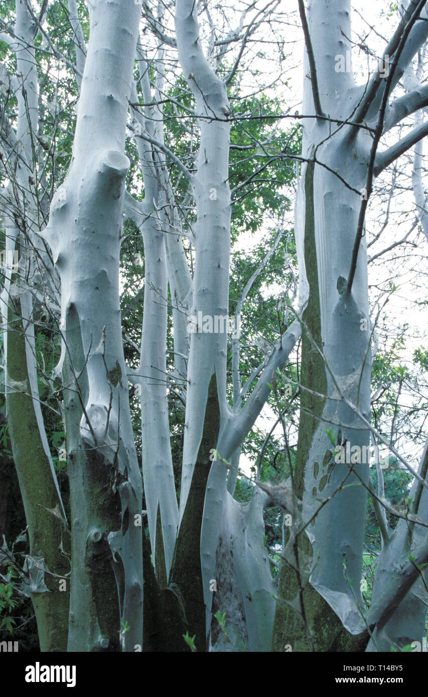 a tree infested by the ermine moth, Cologne, Germany. The ermine moth ...