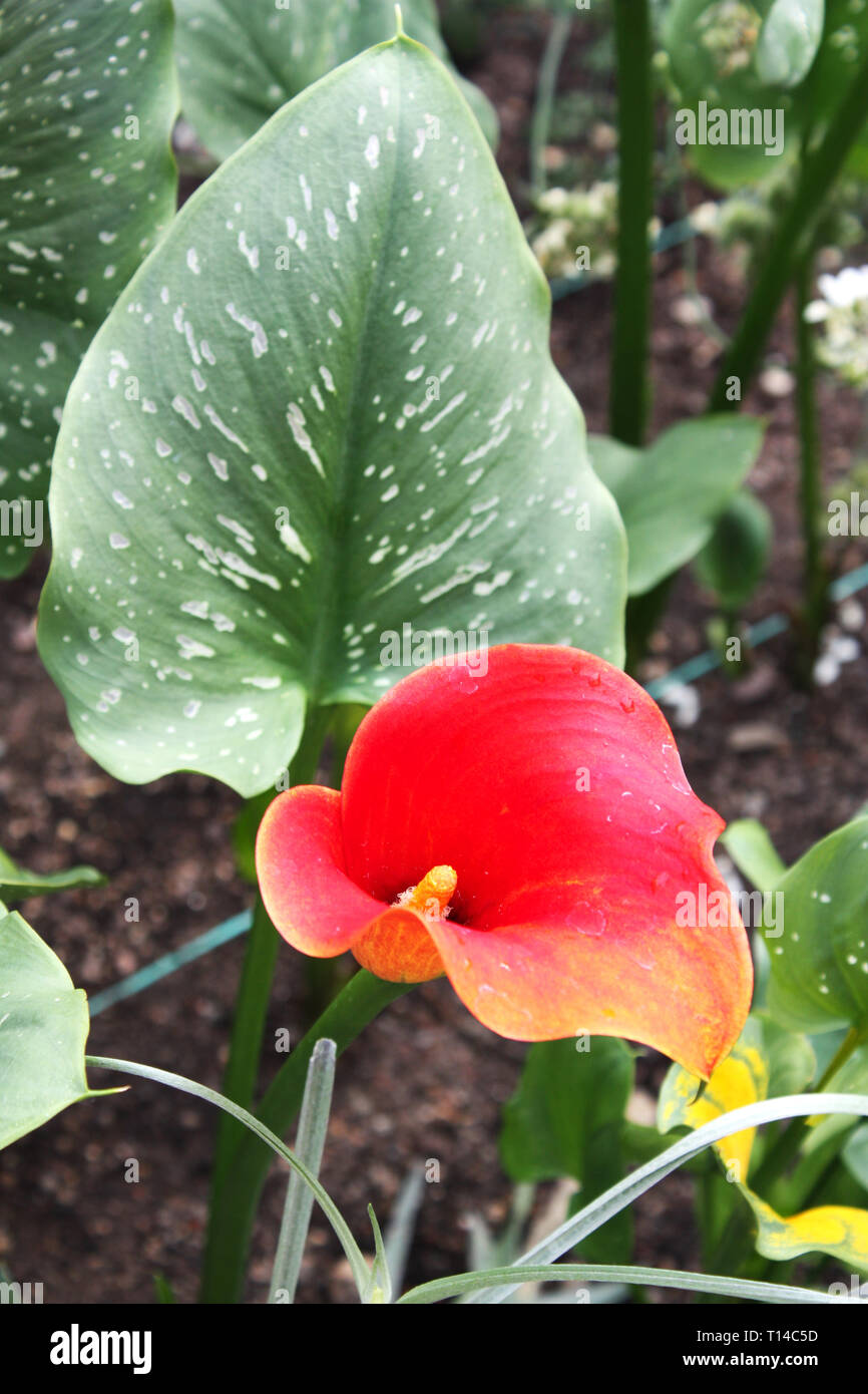 Red cala lily flower Stock Photo - Alamy