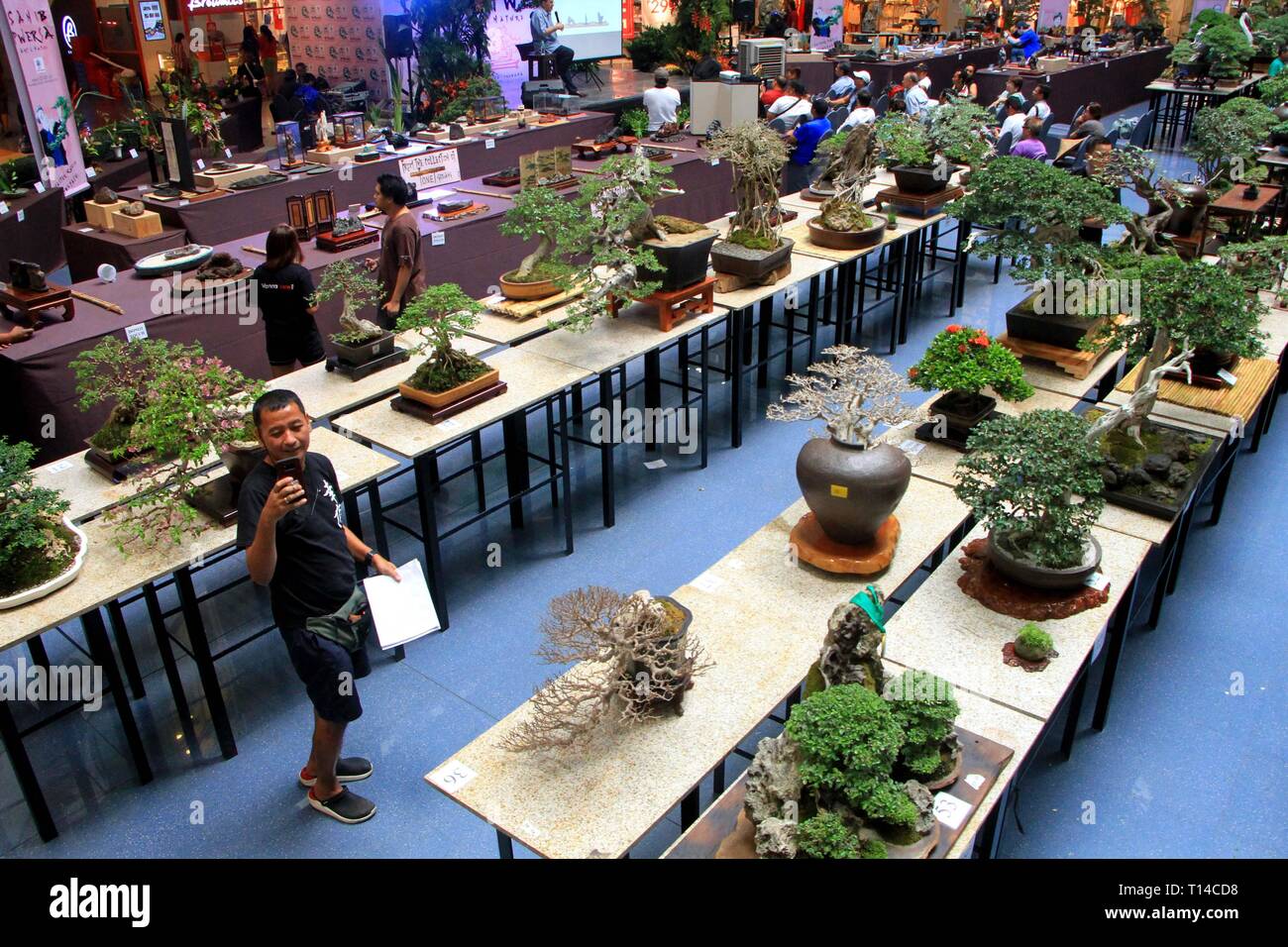 Quezon, Philippines. 23rd Mar, 2019. The bonsai tree and suiseki stone ...