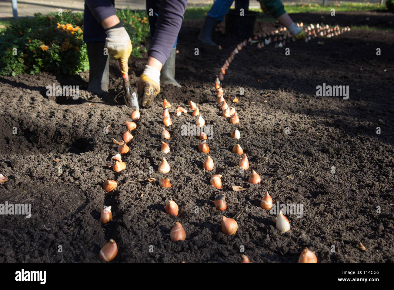 Care of flower bulbs hi-res stock photography and images - Alamy