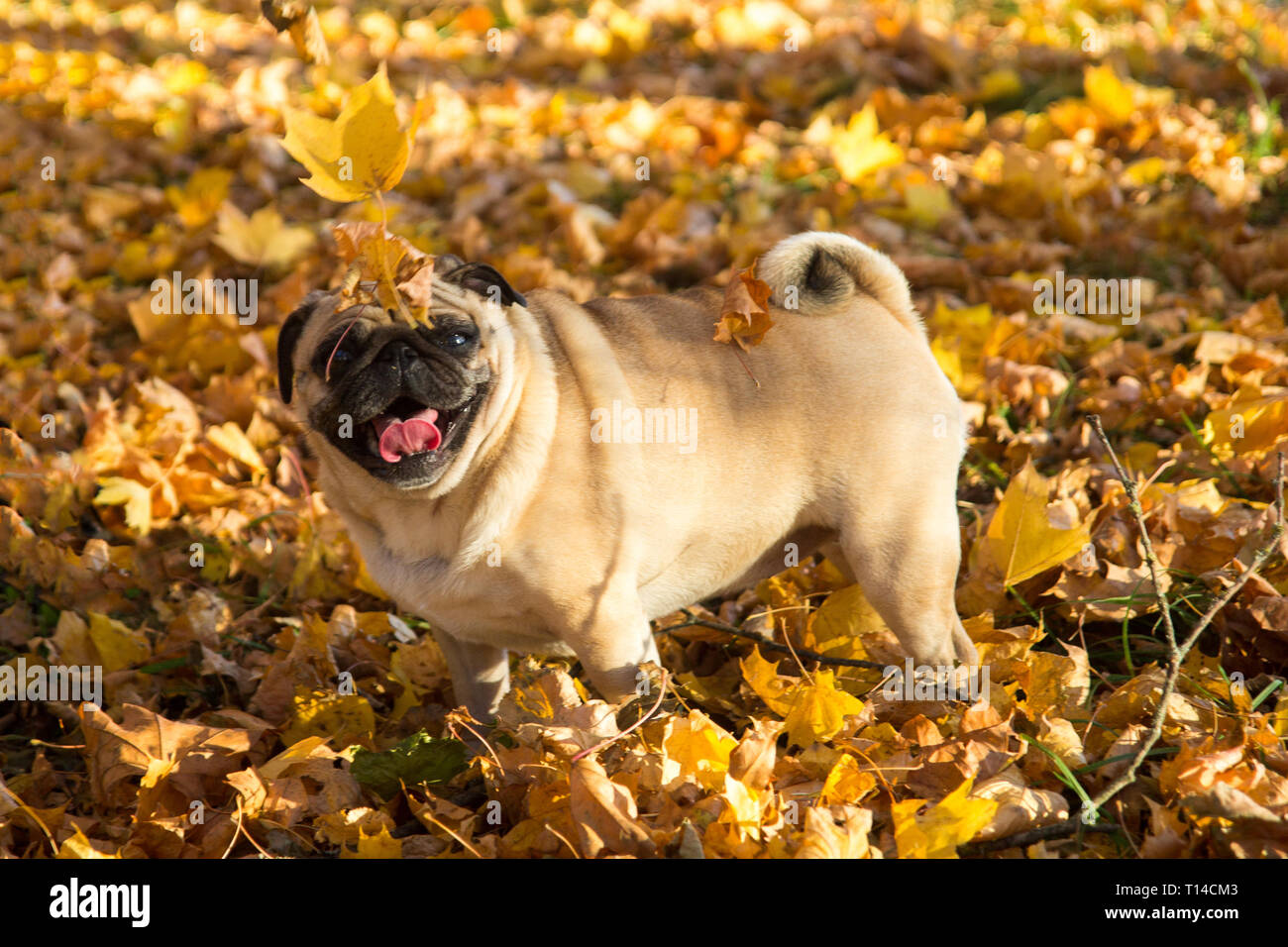 Portrait pet pug dog hi-res stock photography and images - Alamy