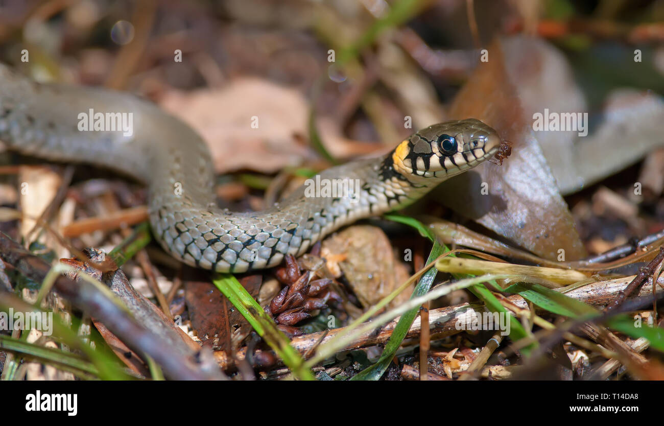 Grass snake crawling in a litter head close shot Stock Photo - Alamy