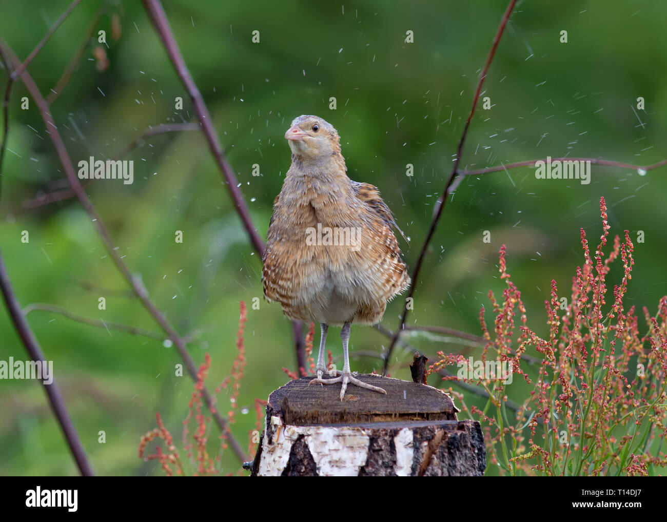 Landrails hi-res stock photography and images - Alamy