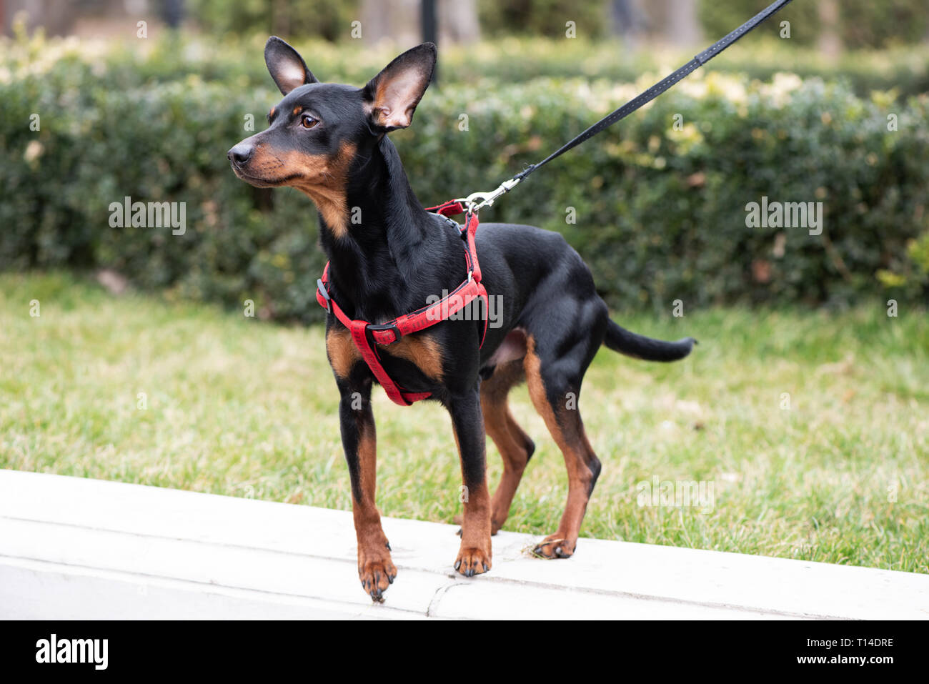 Miniature Pincher Dog in the background of bushes and trees Stock Photo ...