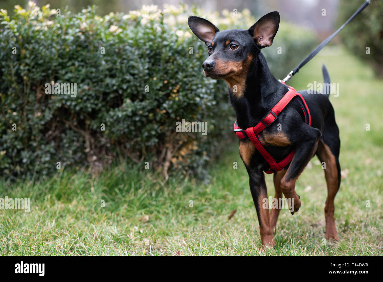 Miniature Pinscher dog is on the green grass on the background of ...