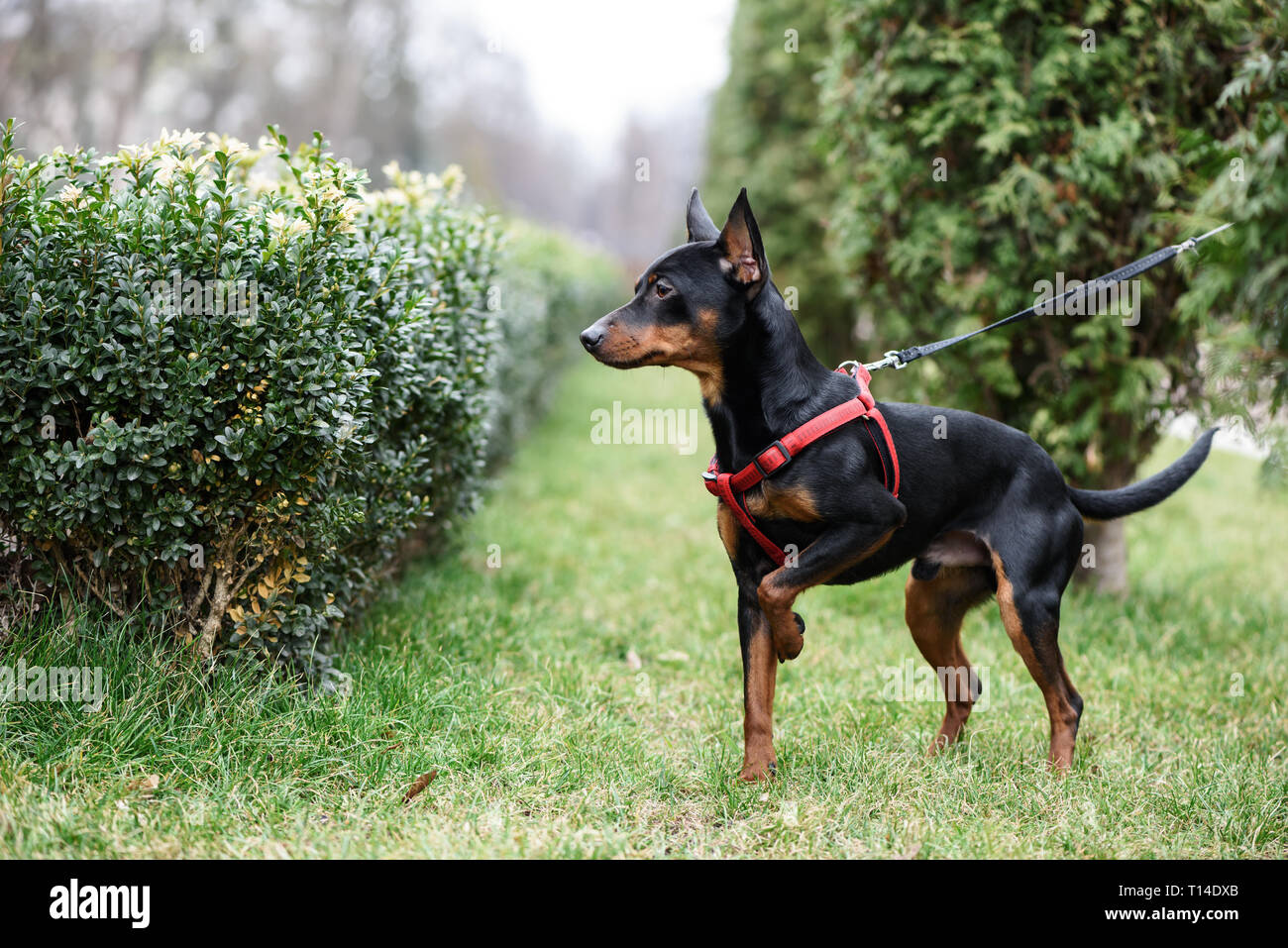Miniature Pinscher dog is on the green grass on the background of ...