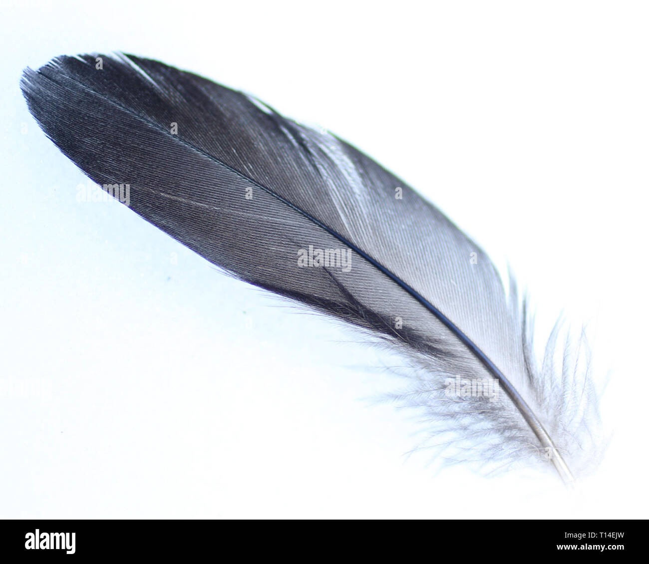Feather with a snowy white background, Montana, USA Stock Photo - Alamy