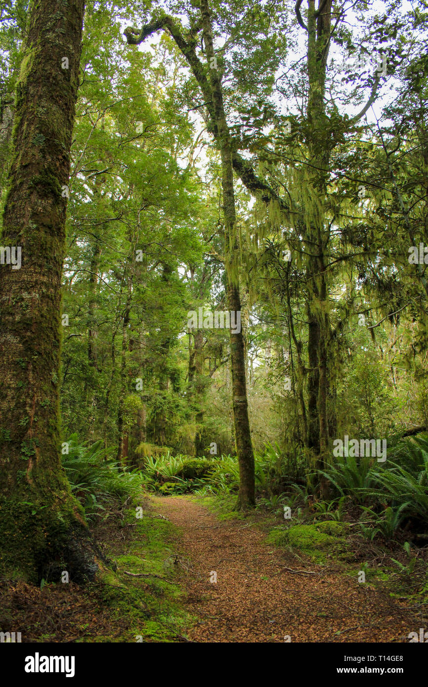 Totara tree hi-res stock photography and images - Alamy