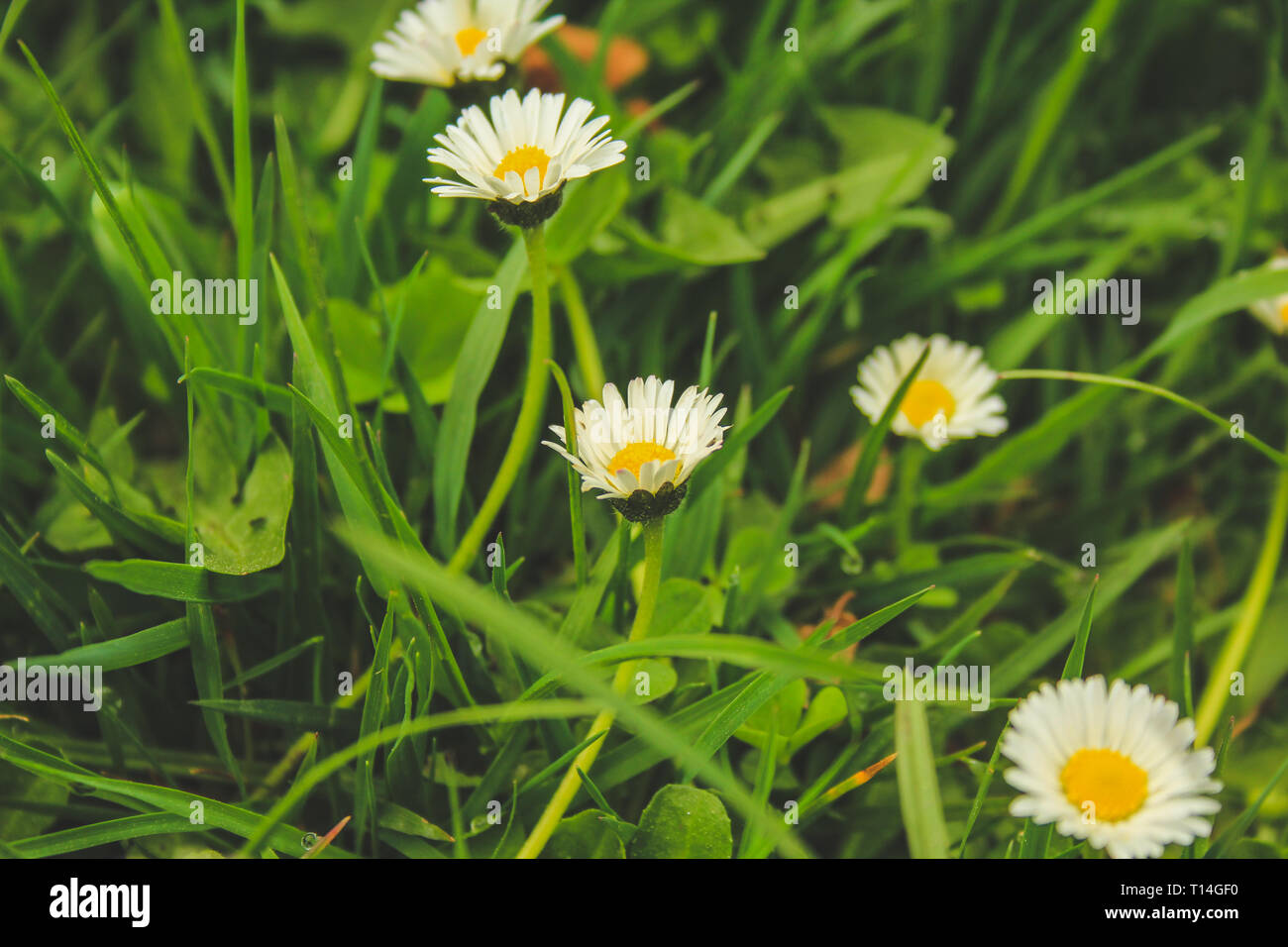 New zealand daisy hi-res stock photography and images - Alamy