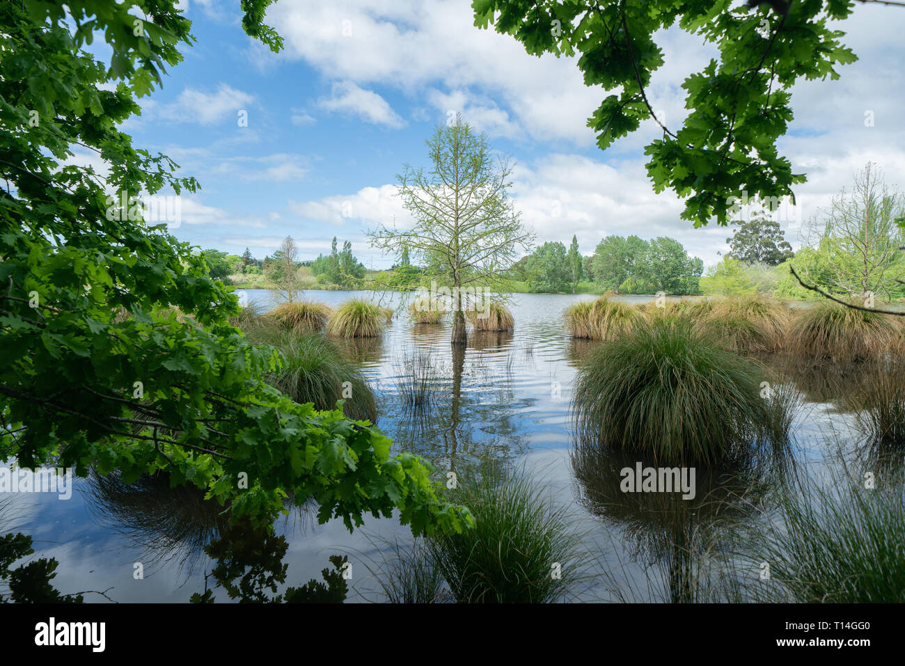 Pond framed by trees and leaves in spring time at Saint Anne's Lagoon ...