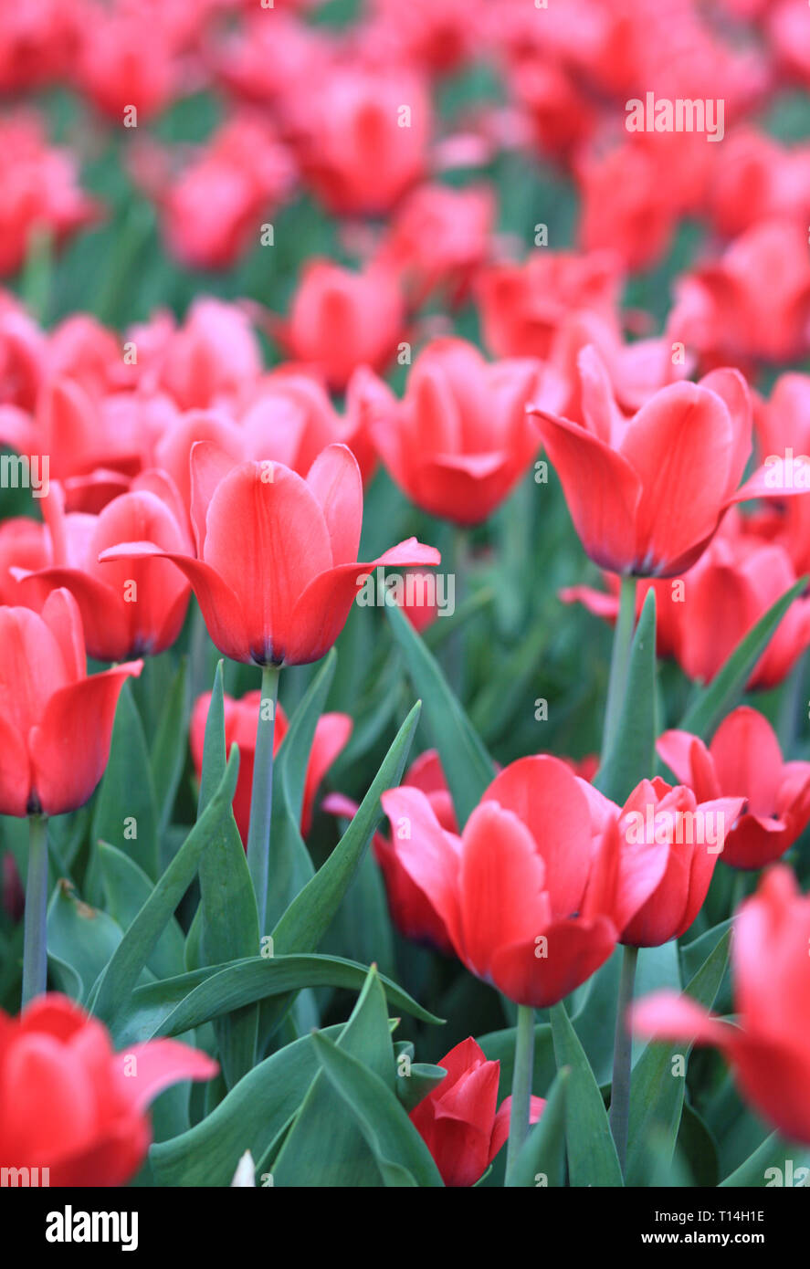 Red Tulip at Spring Stock Photo - Alamy