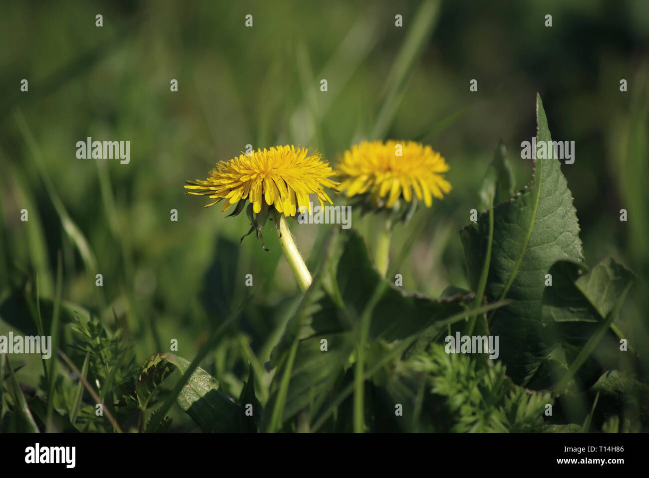 Dandelion in grass Stock Photo - Alamy