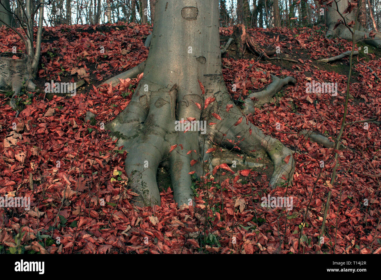 Buche forest hi-res stock photography and images - Alamy