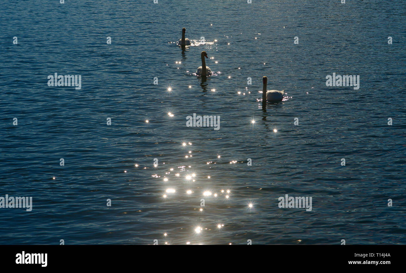 Three swans in backlight with sun flares Stock Photo - Alamy