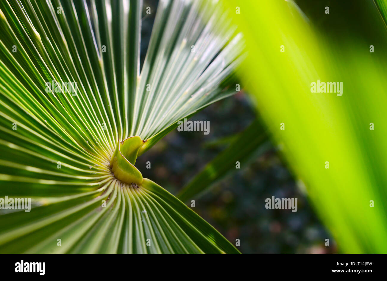 Chinese hemp palm leaves Stock Photo - Alamy