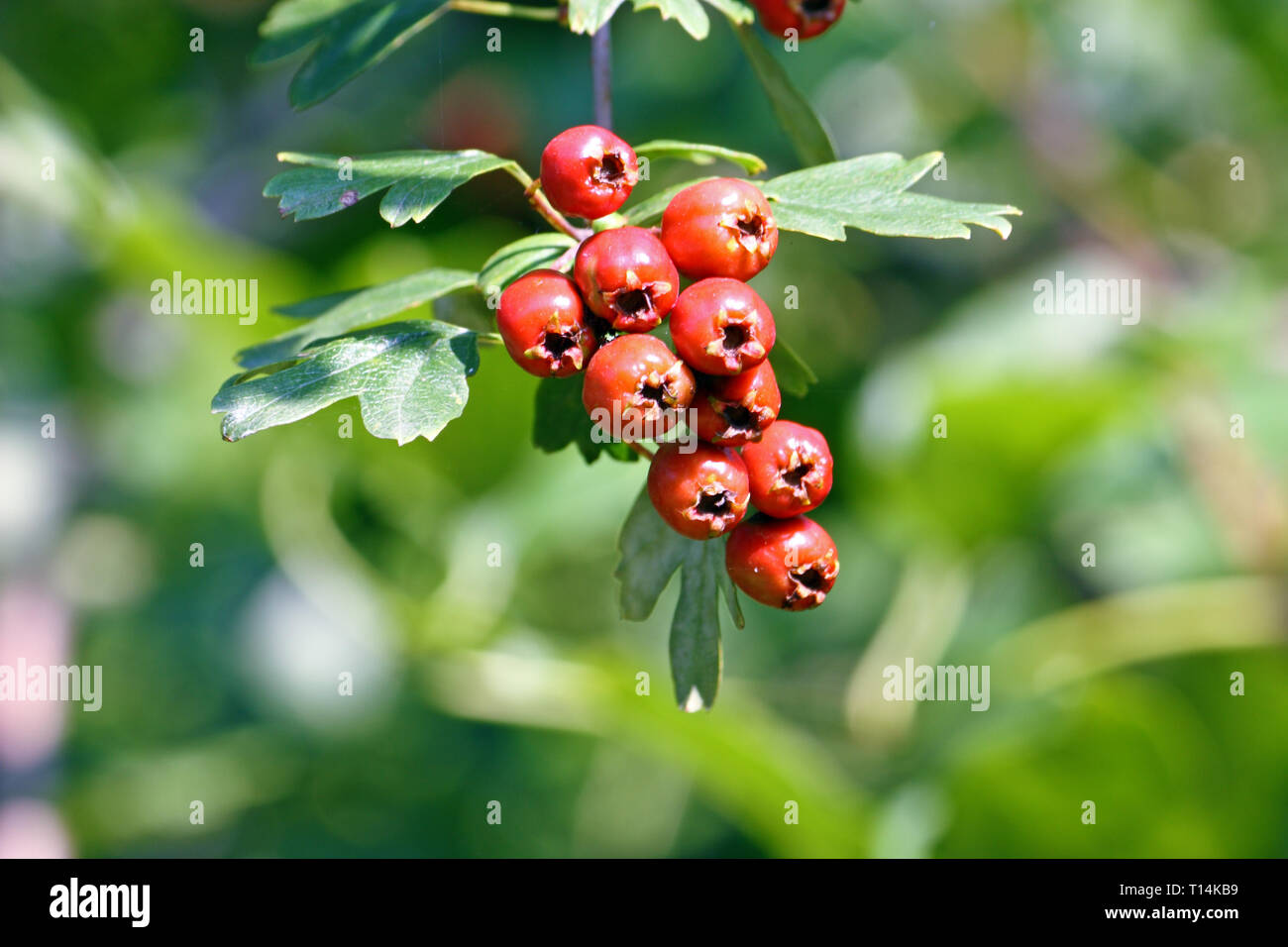 Red ripe hawthorn (crataegus monogyna) fruits on branch, native to ...
