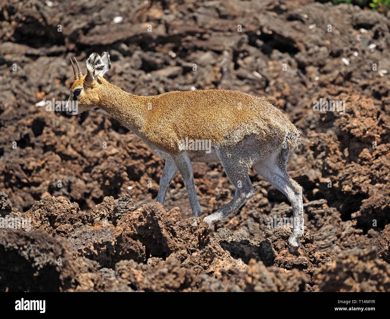 The plains of africa at the tip of africa hi-res stock photography and ...