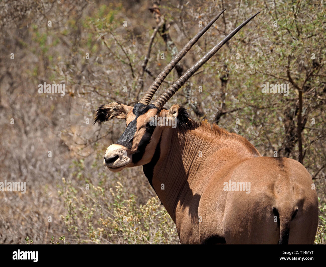 Golden scimitar hi-res stock photography and images - Alamy